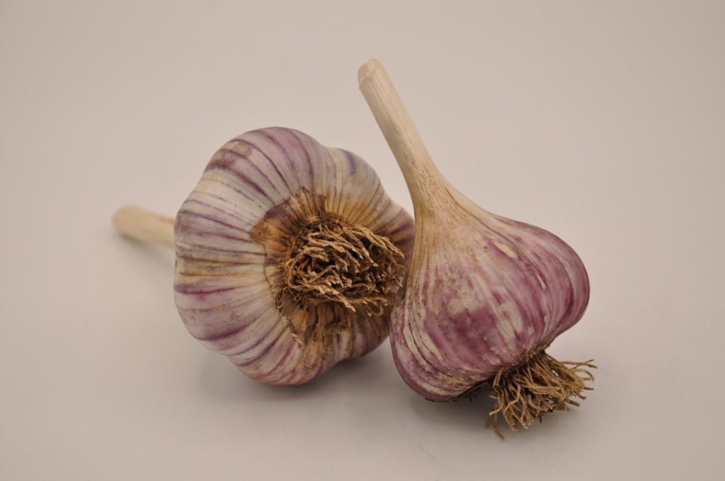 Red Russian Order Garlic Seed Garlic Great Garlic