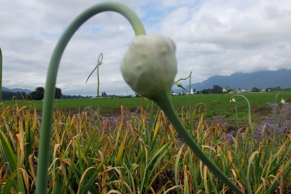 Garlic Bulbils - Great Garlic